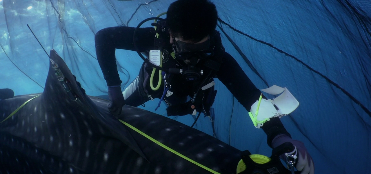 THE STORY #1ST EPISODE THE THE OCEANS ARE DYING | Save the BEYOND ...